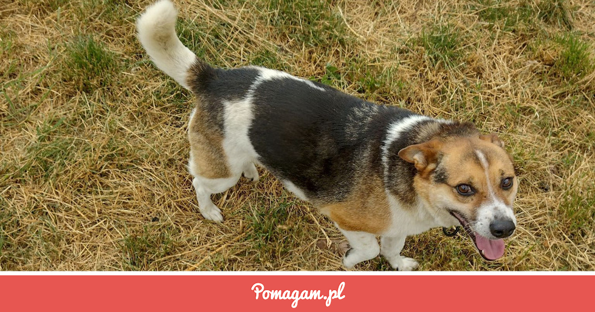 Zrzutka na Hotelik dla Reksia - Jacek Barczak | Pomagam.pl