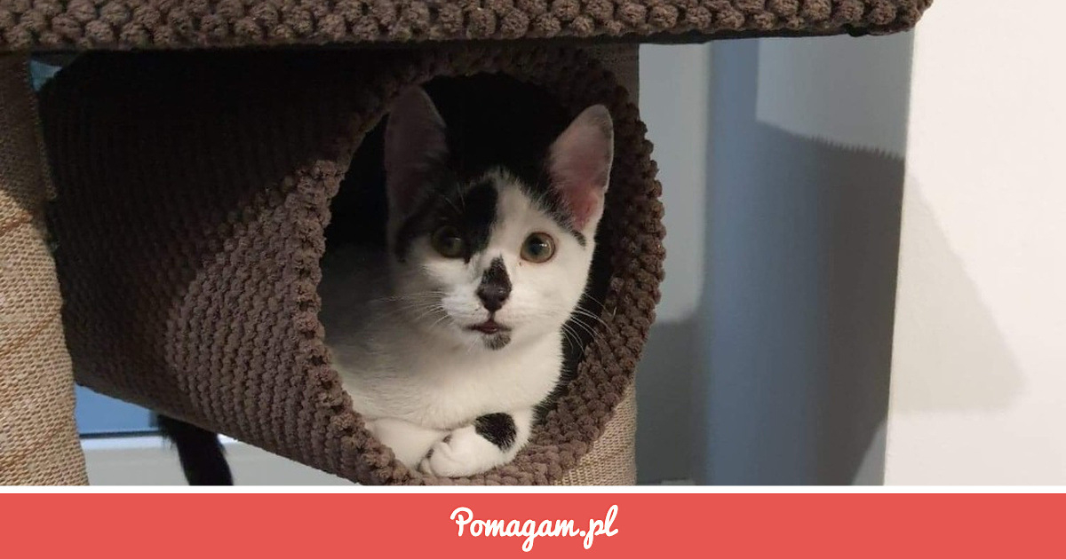 Zrzutka na Uratujmy Bogusiowi Życie - Ola Chrostowska | Pomagam.pl