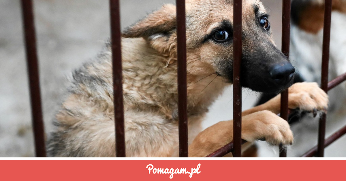 Zrzutka na .Na Karmę do Schroniska - Sebastian Jaworski | Pomagam.pl