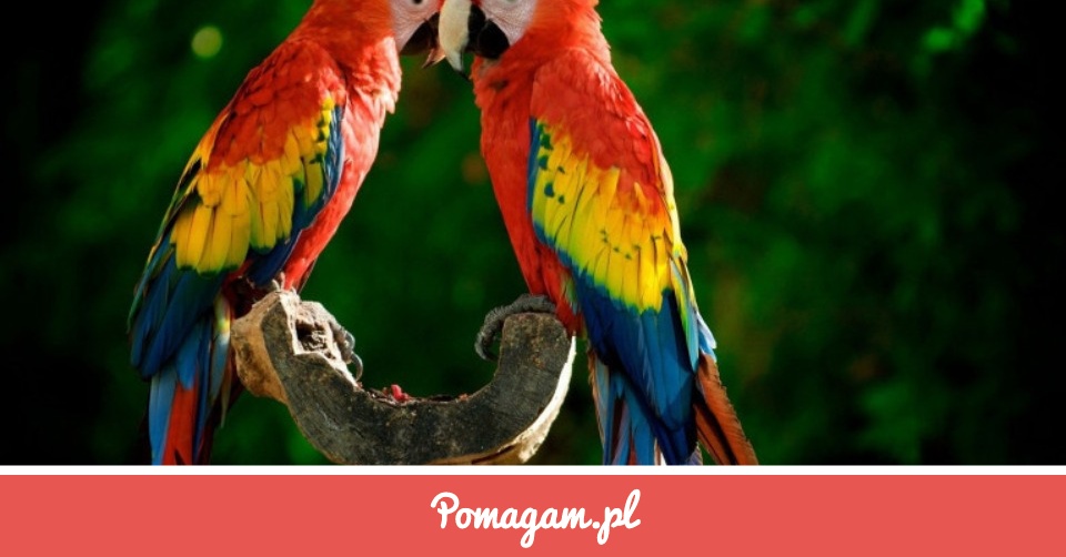 Zrzutka na Wesprzyj Serwer - igor nowak | Pomagam.pl