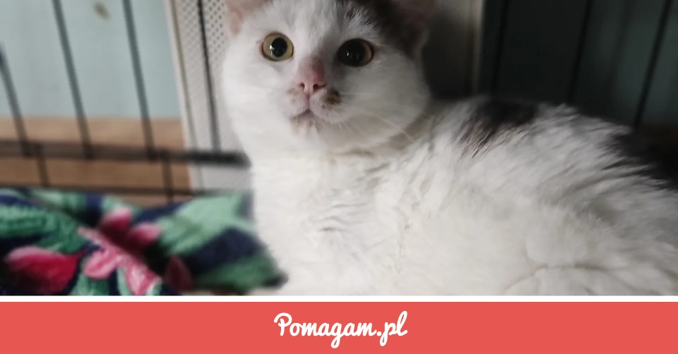 Zrzutka na Kotka Wyrzucona do Lasu - Iza Bogucka | Pomagam.pl