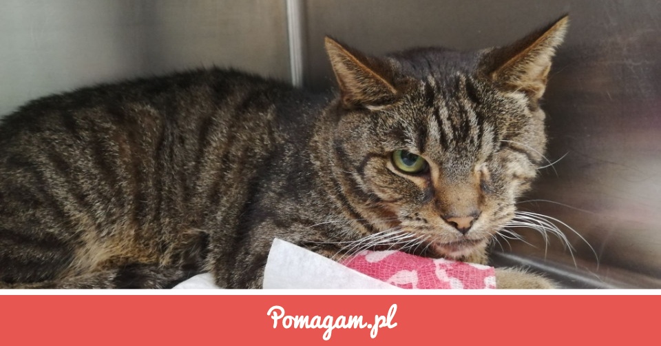 Zrzutka na Borys leczenie nerkowe - Jacek Barczak | Pomagam.pl