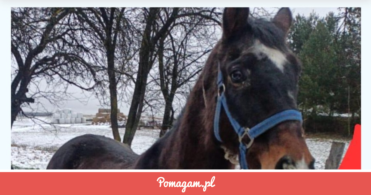 Zrzutka na Na Karmę dla Biednego Konia - Maciej Zięba | Pomagam.pl