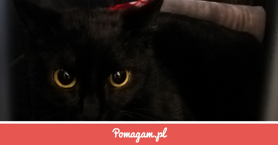 Zrzutka na Nieszczęścia chodzą trójkami - Jacek Barczak | Pomagam.pl