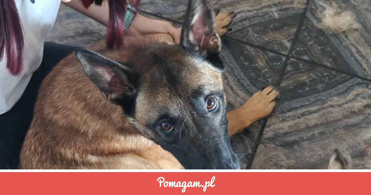 Zrzutka na Tarin - Pies Wyzwanie. Pomożesz? - FUNDACJA "ALTERNATYWA dla ...