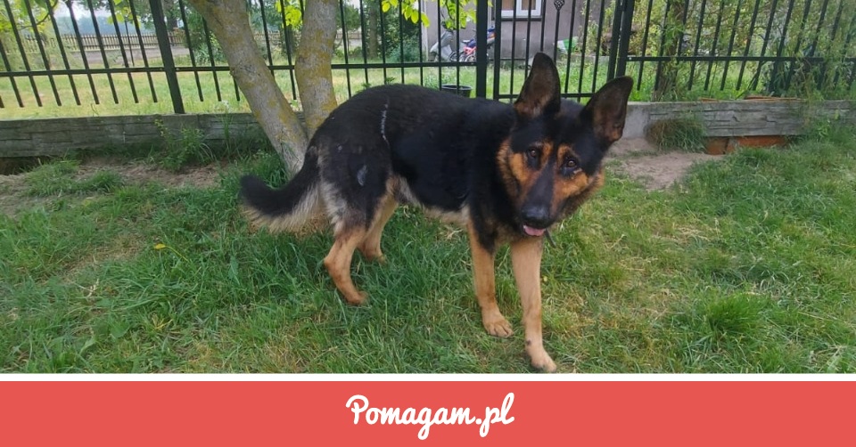 Zrzutka na Na jedzenie dla Borysa - Fundacja Niepieskie Życie | Pomagam.pl