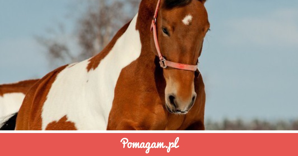 Zrzutka na Na stajnie - Julia …..p | Pomagam.pl