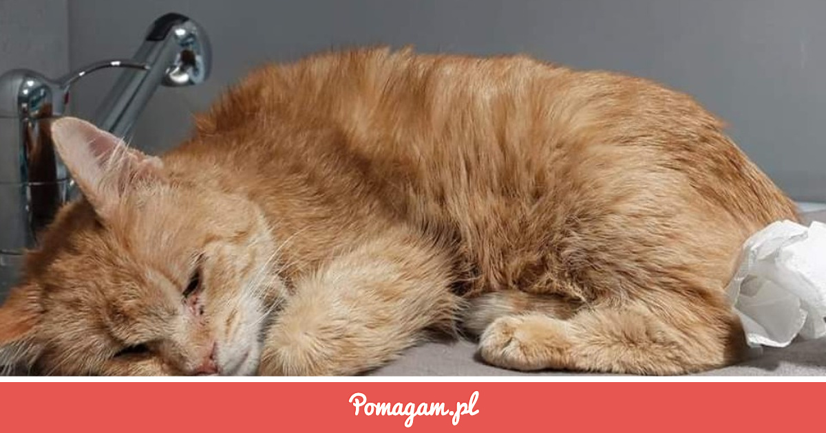 Zrzutka na Na Diagnostykę i Leczenie Miecia - Marta Rutkowska | Pomagam.pl