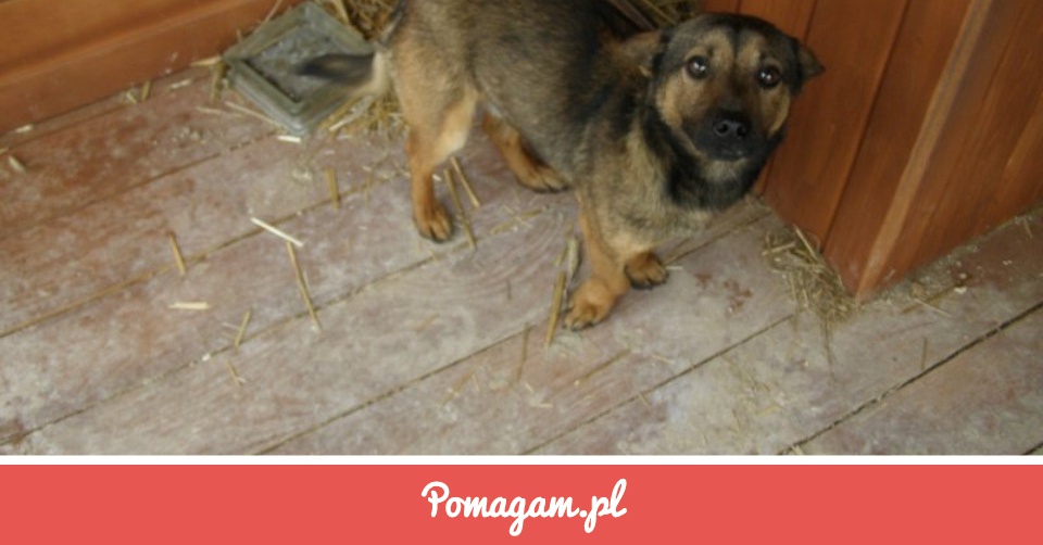 Zrzutka na jedzenie dla bezdomnego pieska - Marcel Michalik | Pomagam.pl