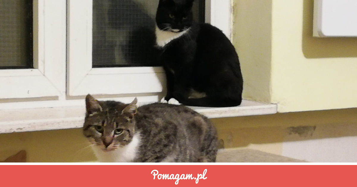 Zrzutka na 2 Dni Ogrzewania Kociarni E17 - Jacek Barczak | Pomagam.pl