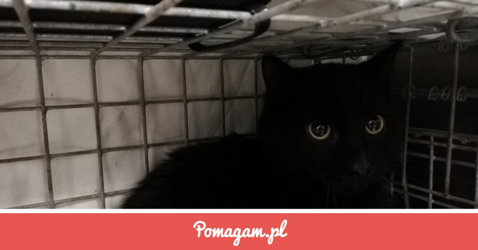 Zrzutka na Diablo, kot jakich wiele - Jacek Barczak | Pomagam.pl