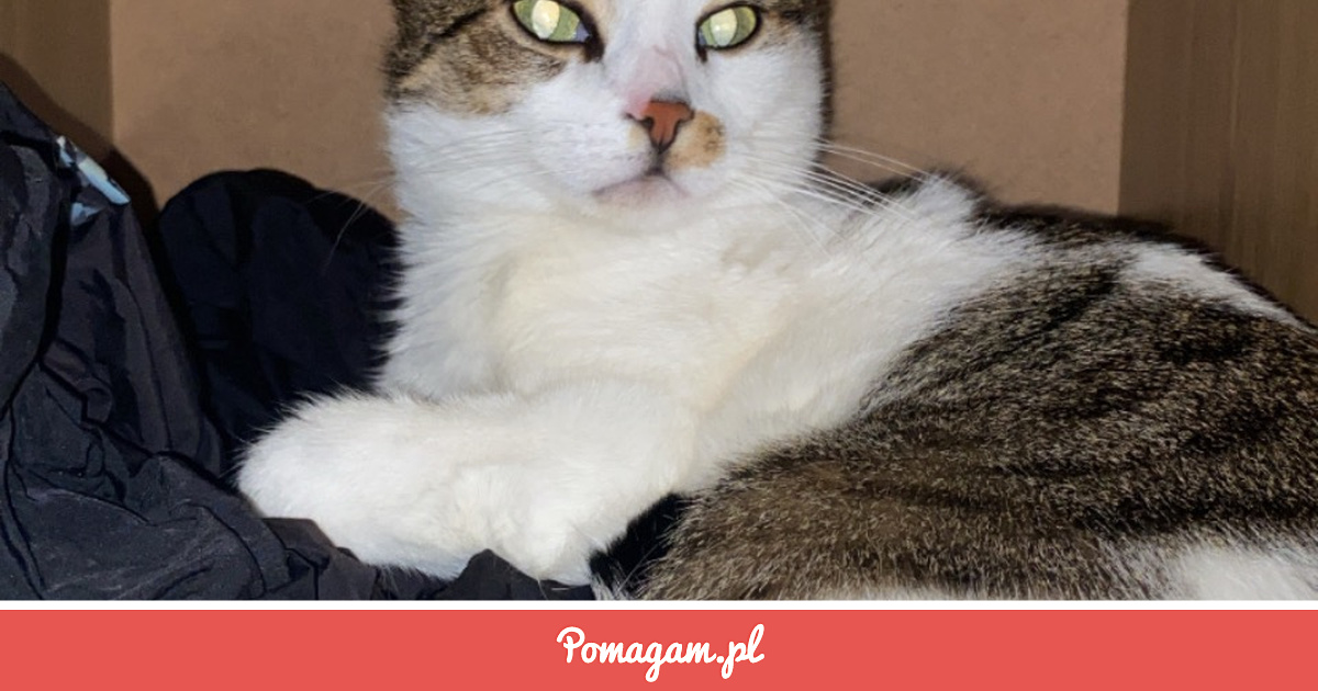 Zrzutka na Na Żarcie dla Sztana - Adrian Okręglicki | Pomagam.pl