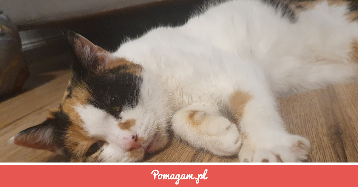 Zrzutka na Fiszka Walczy o Nowe Życie - FUNDACJA KOTY na ZAKRĘCIE | Pomagam.pl