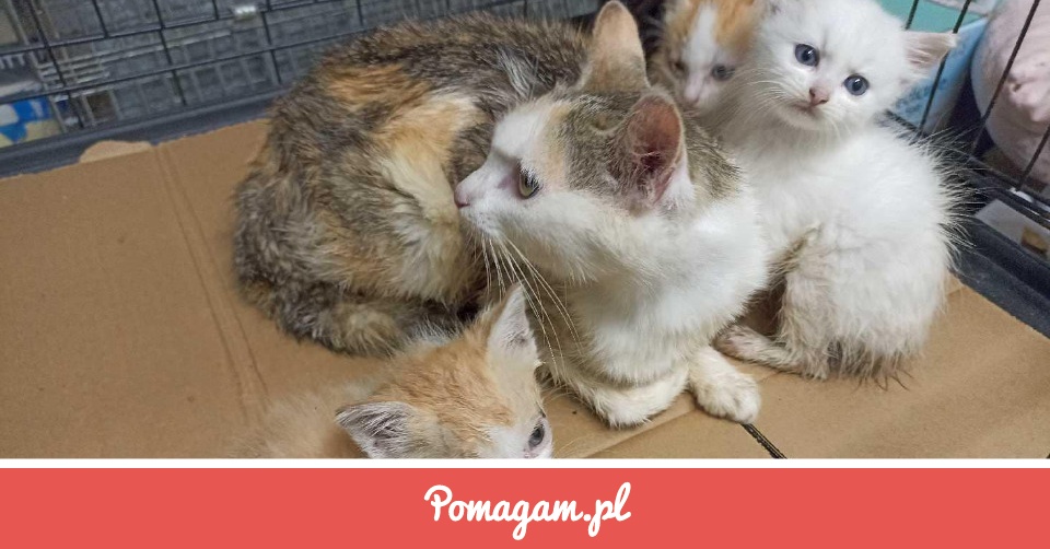 Zrzutka na Wyrzucona bo była w ciąży - FUNDACJA KOTKOWO | Pomagam.pl