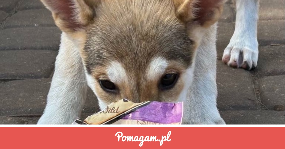 Zrzutka na Nie Mamy Karmy - Anka D-Ka | Pomagam.pl