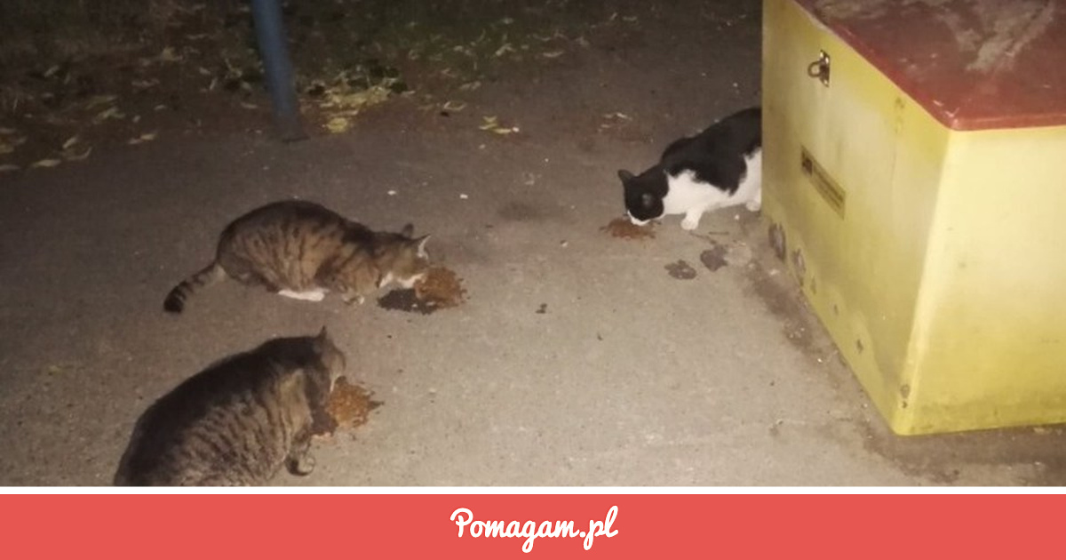 Zrzutka na Zbieramy na Miskę dla Kotów - Toz Oddział w Policach | Pomagam.pl
