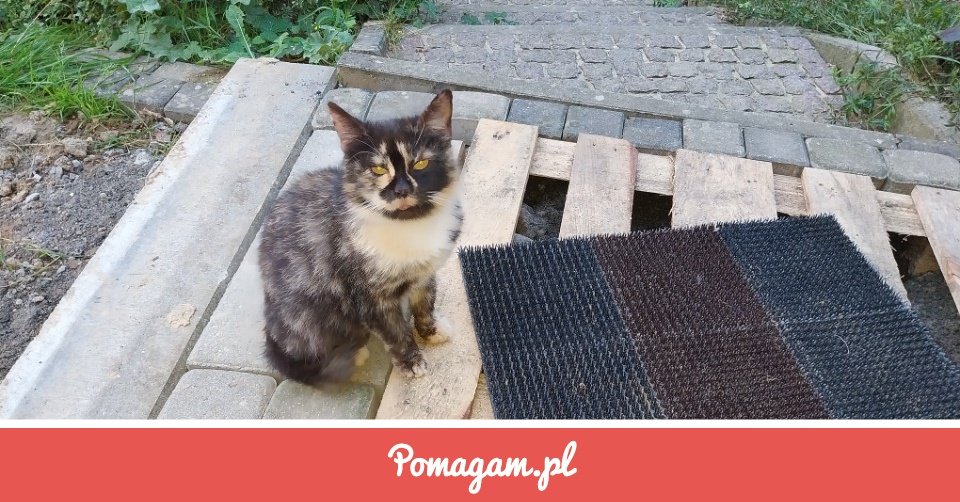 Zrzutka na Na jedzonko dla bezdomniakow - Paulina Wloch | Pomagam.pl