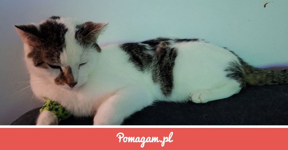 Zrzutka na Uratujmy naszego Puszka - Agata Tkacz | Pomagam.pl