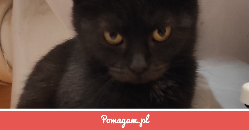 Zrzutka na Jest Źle Bezdomne Koty Chorują - Katarzyna Sikora | Pomagam.pl