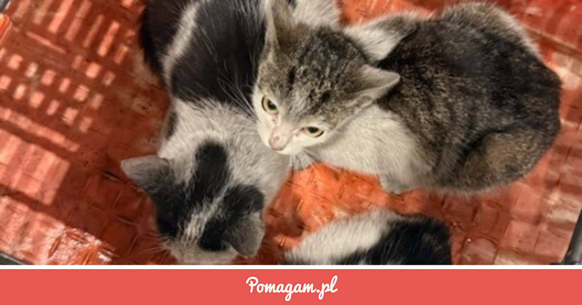 Zrzutka na Ratunek dla Trzech Kocich Sierot - Roman Ziarniak | Pomagam.pl