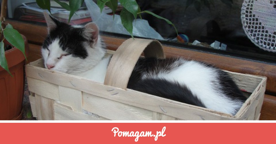 Zrzutka na Kocica potrzebuje pomocy - Agata Tobys | Pomagam.pl