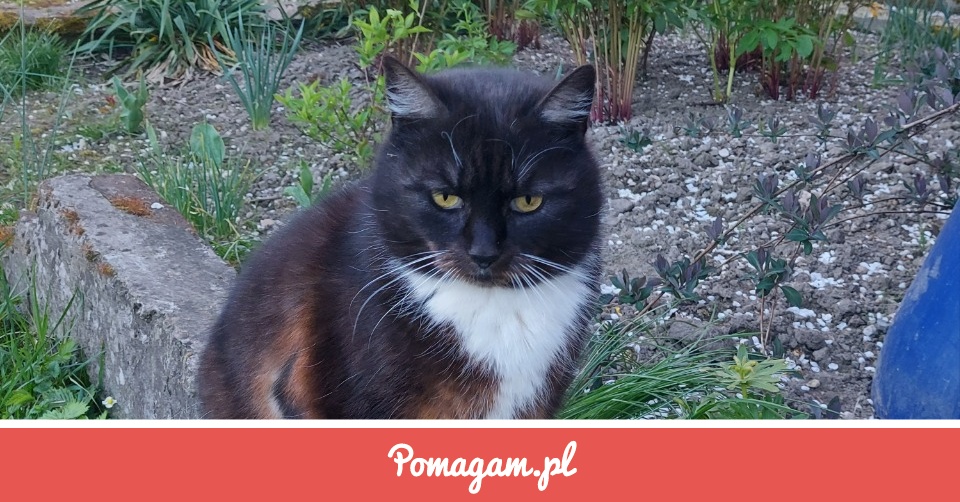 Zrzutka na Dla Krawatki - Bolesławieckie Koty | Pomagam.pl