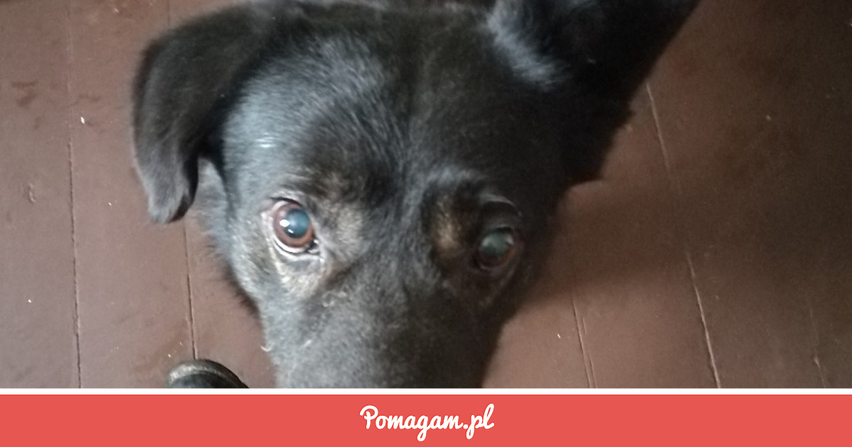 Zrzutka na Na Leczenie Zaniedbanego Karo - Agnieszka Ka | Pomagam.pl