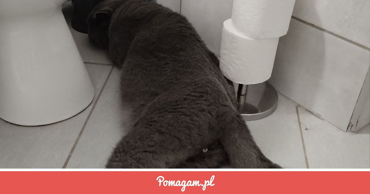 Zrzutka na Operacja Nerek Kota - Agnieszka Lewińska | Pomagam.pl