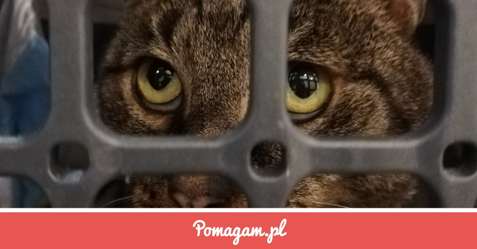 Zrzutka na Leki dla nerkowego Teosia - Jacek Barczak | Pomagam.pl