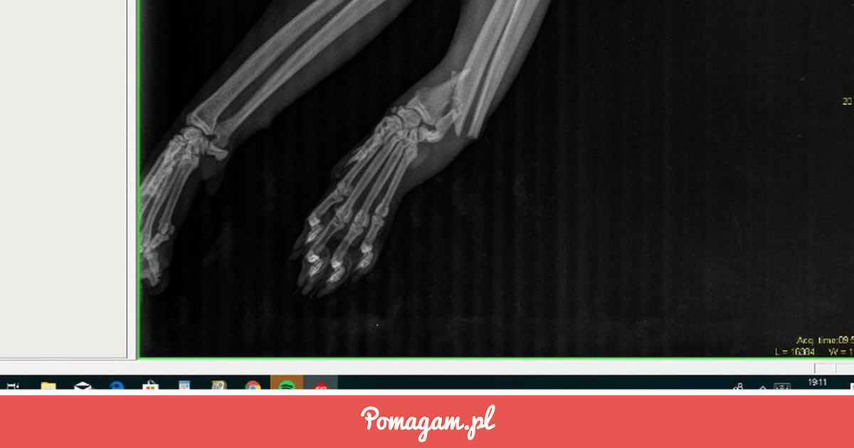 Zrzutka na Operacja na Łapę Kota - Milena Żaczek | Pomagam.pl