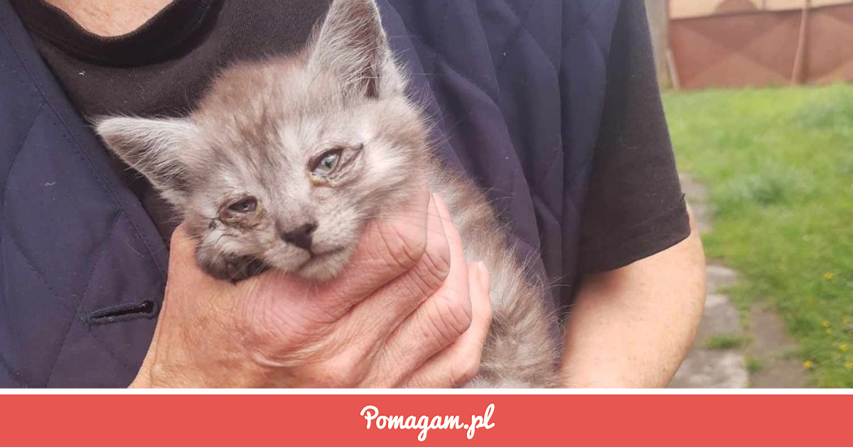 Zrzutka na Malutkie Chore Kocięta - FUNDACJA KOTOMANIACY | Pomagam.pl