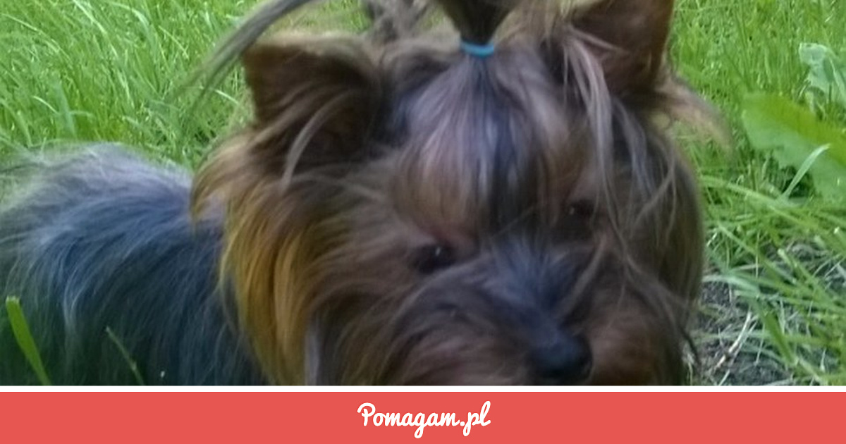 Zrzutka na Leczenie Rambo - Monika Kacak | Pomagam.pl