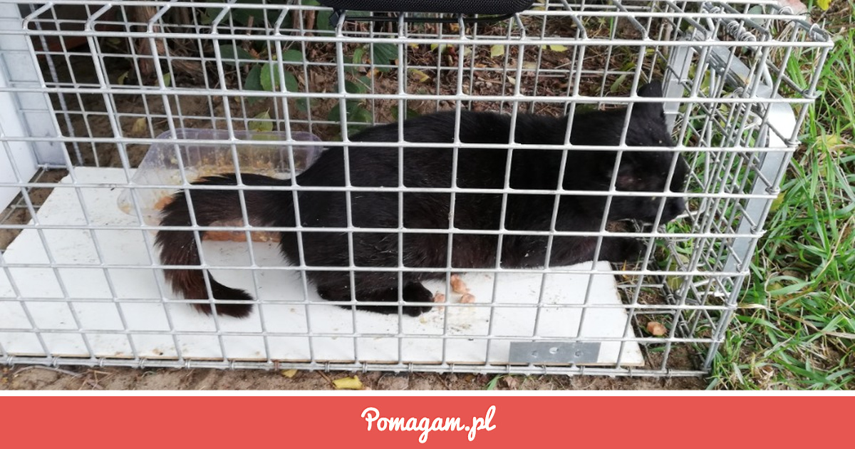 Zrzutka na Chronos - Jacek Barczak | Pomagam.pl