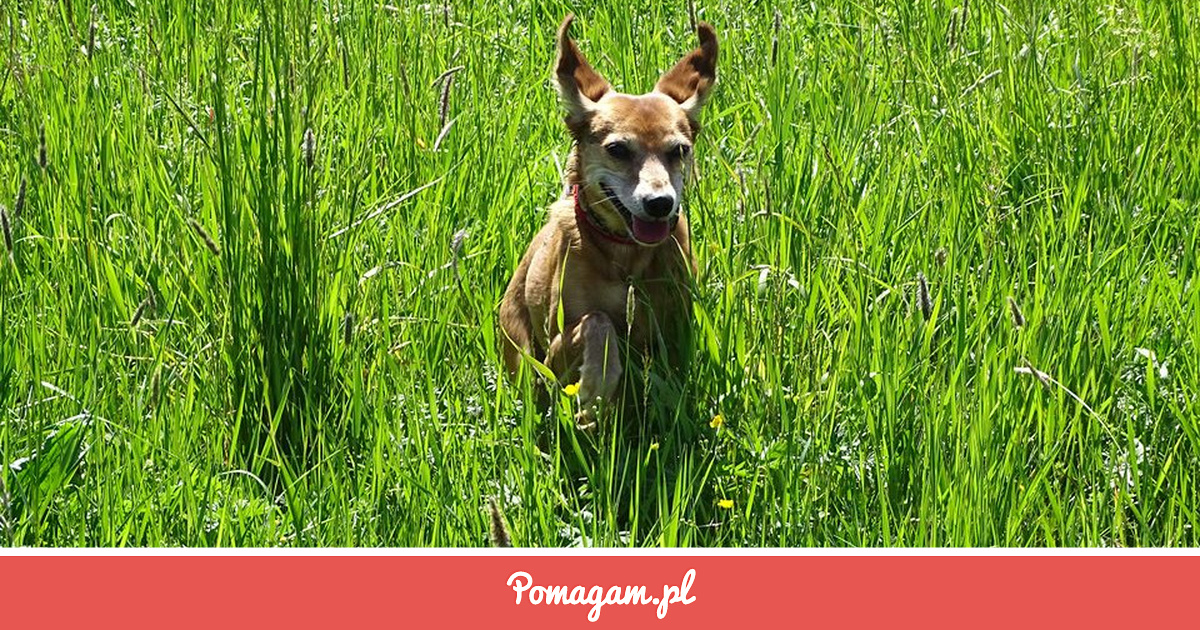 Zrzutka na Lekarstwo dla Eli - Jacek Barczak | Pomagam.pl