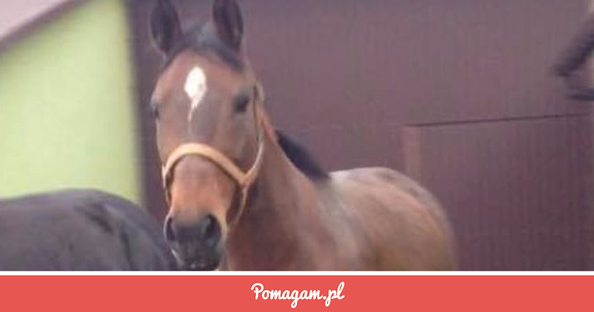 Zrzutka na Uratujmy Klacz przed Śmiercią! - Patryk Dybowski | Pomagam.pl