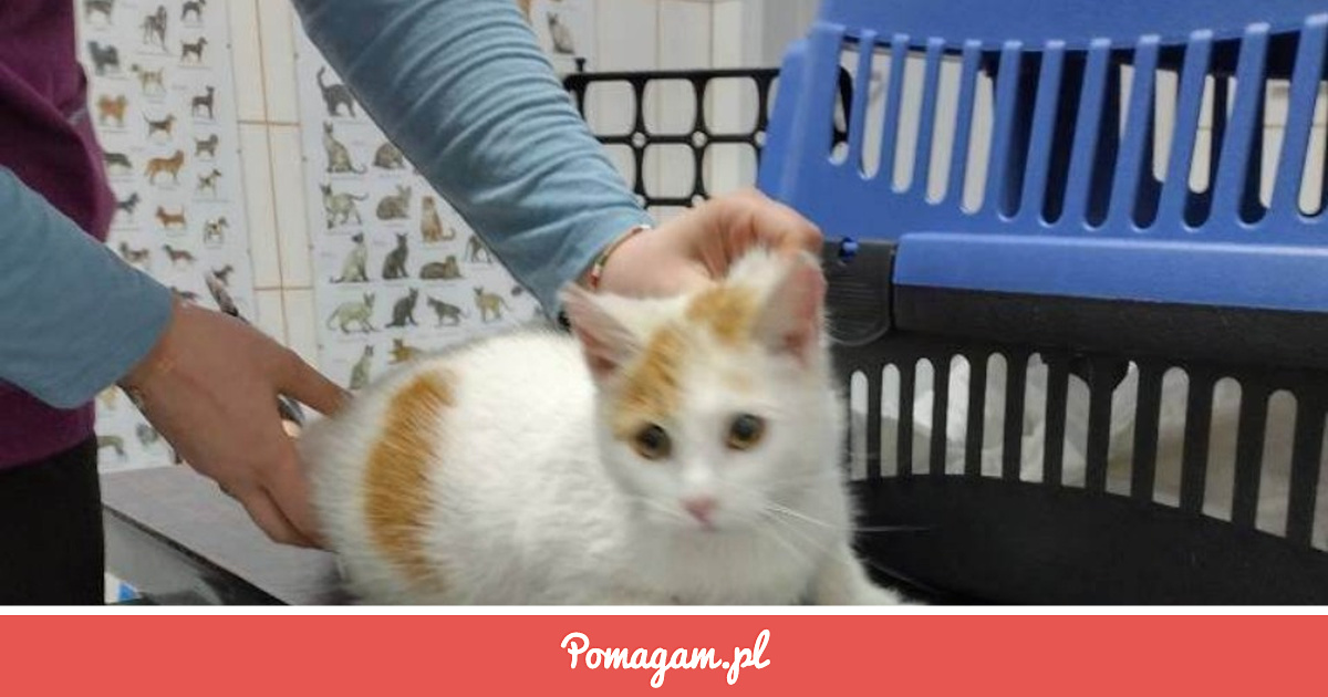 Zrzutka na Małe Już Zakopane. - Bolesławieckie Koty | Pomagam.pl