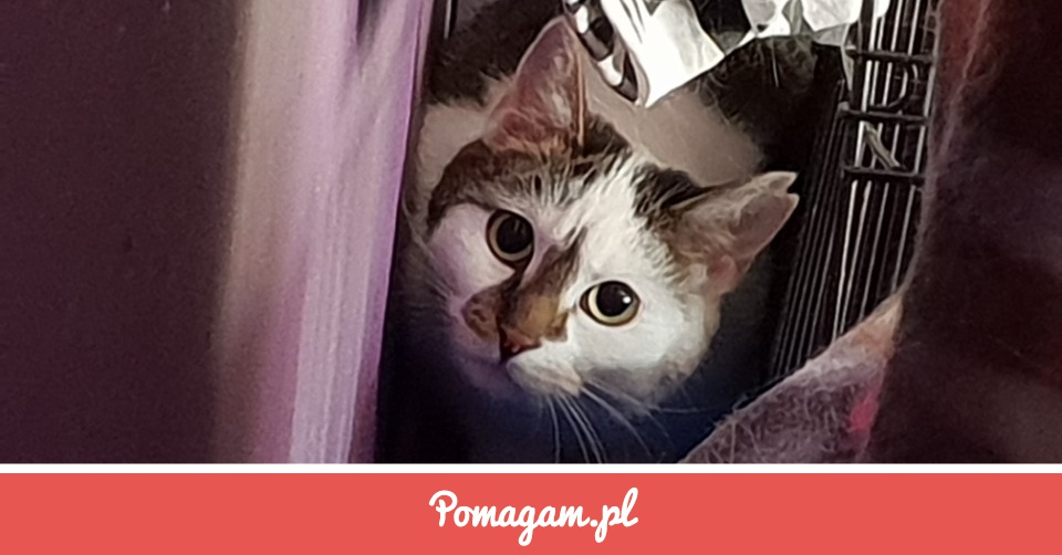 Zrzutka na Razem Można Więcej. - Bolesławieckie Koty | Pomagam.pl