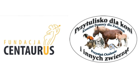 Zrzutka na Konie z Targu. Uratowane! - Fundacja Centaurus | Pomagam.pl