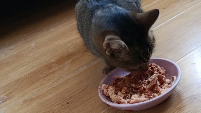 Zrzutka na Na Pełną Miskę dla Bezdomniaka - Paulina Łapińska | Pomagam.pl