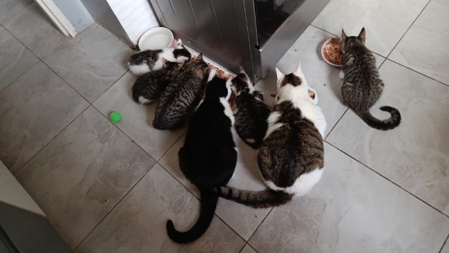 Zrzutka na Na Pełną Miskę dla Bezdomniaka - Paulina Łapińska | Pomagam.pl