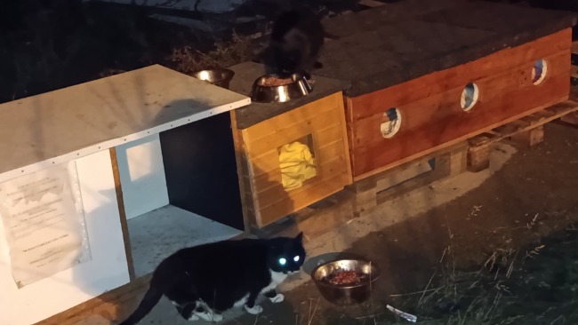 Zrzutka na Na Pełną Miskę dla Bezdomniaka - Paulina Łapińska | Pomagam.pl