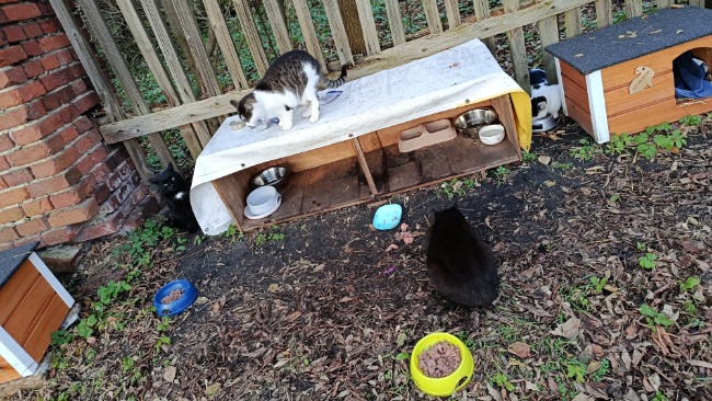 Zrzutka na Na Pełną Miskę dla Bezdomniaka - Paulina Łapińska | Pomagam.pl